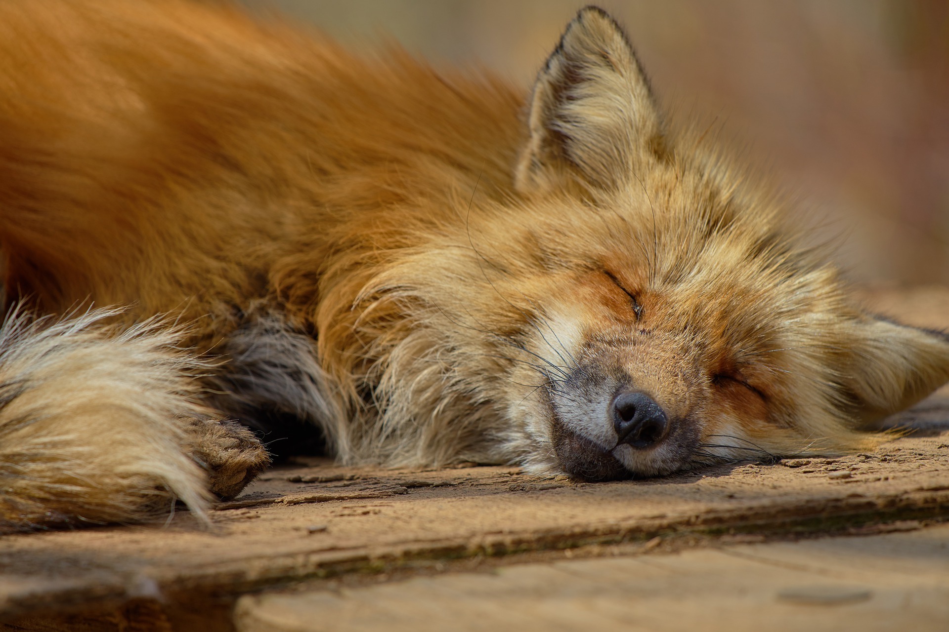 Do Foxes Hibernate? — PlantWorksNYC