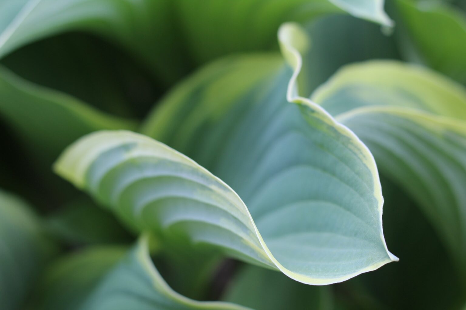 6 Slug Resistant Hostas — PlantWorksNYC