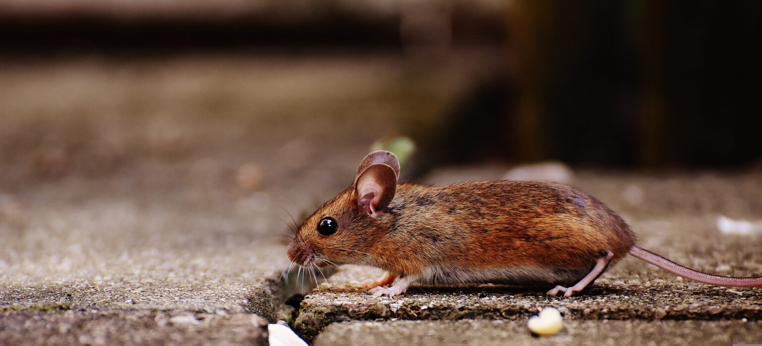 Do Mice Eat Slugs? — PlantWorksNYC