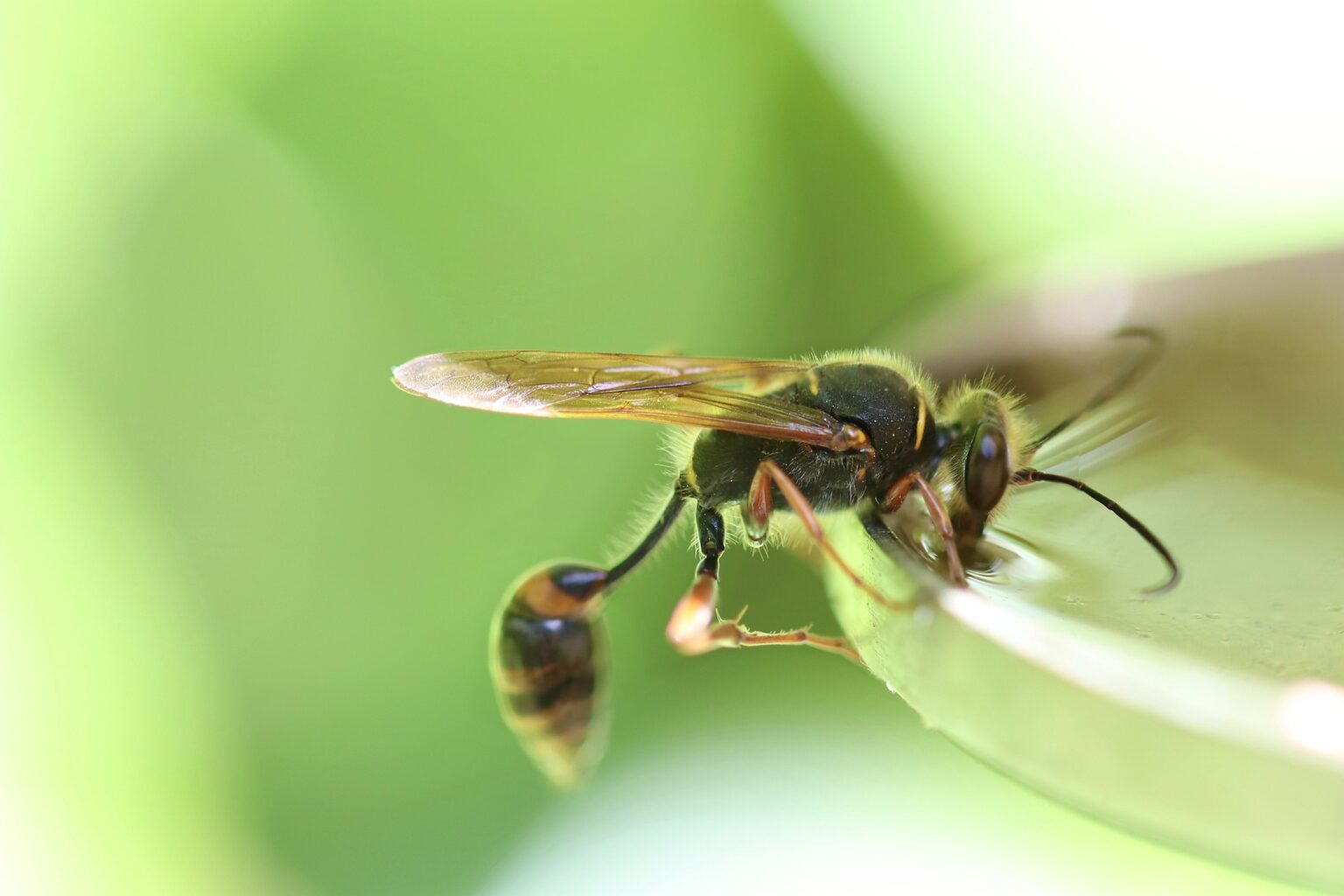 Do Wasps Die in Winter? — PlantWorksNYC