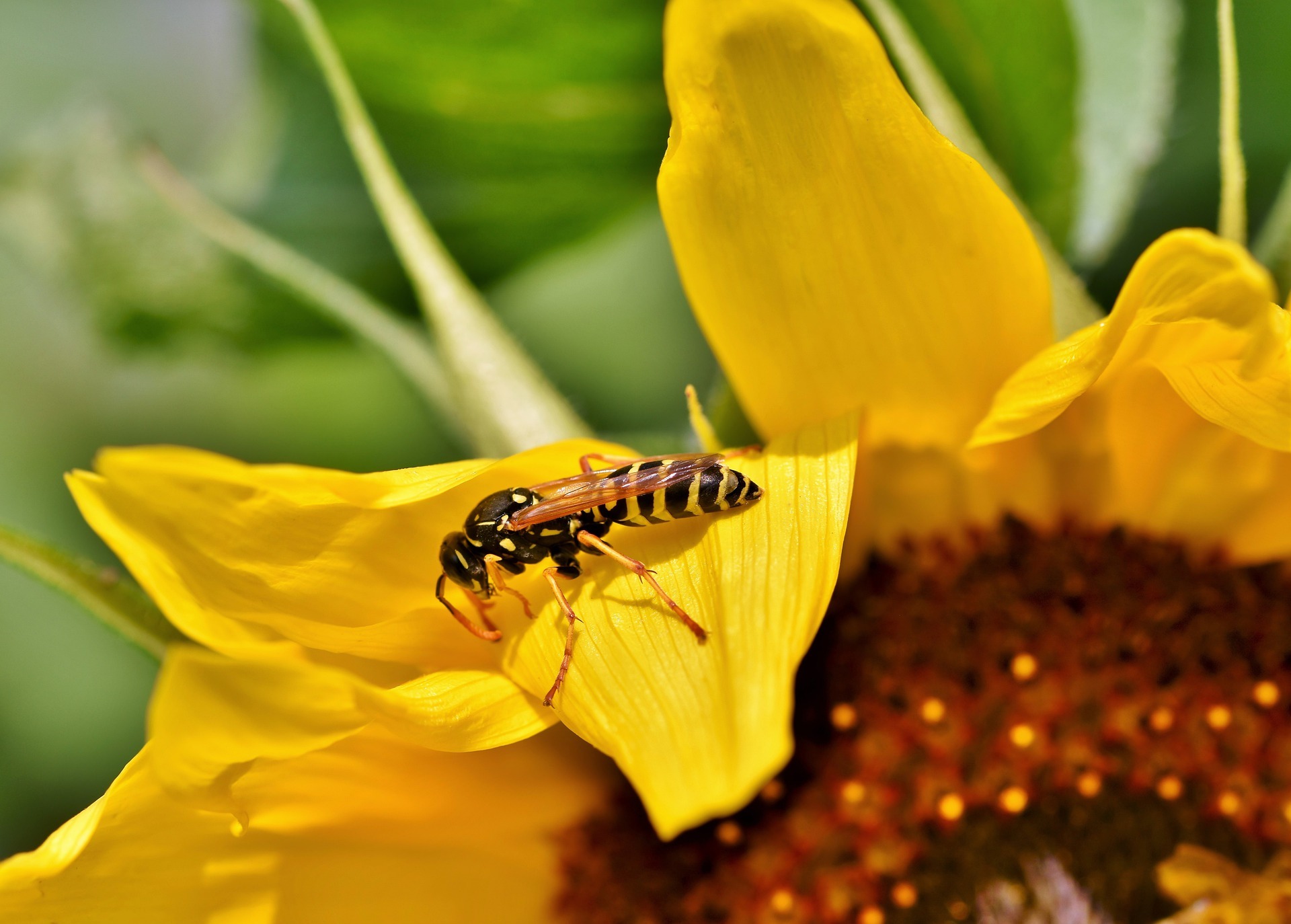 What Smells Do Wasps Hate? — PlantWorksNYC