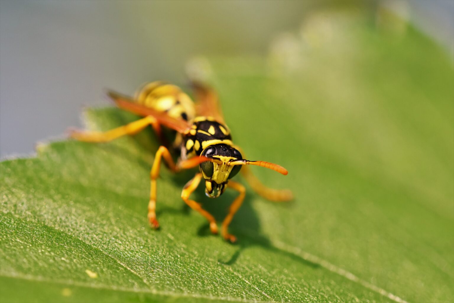 Do Wasps Die in Winter? — PlantWorksNYC