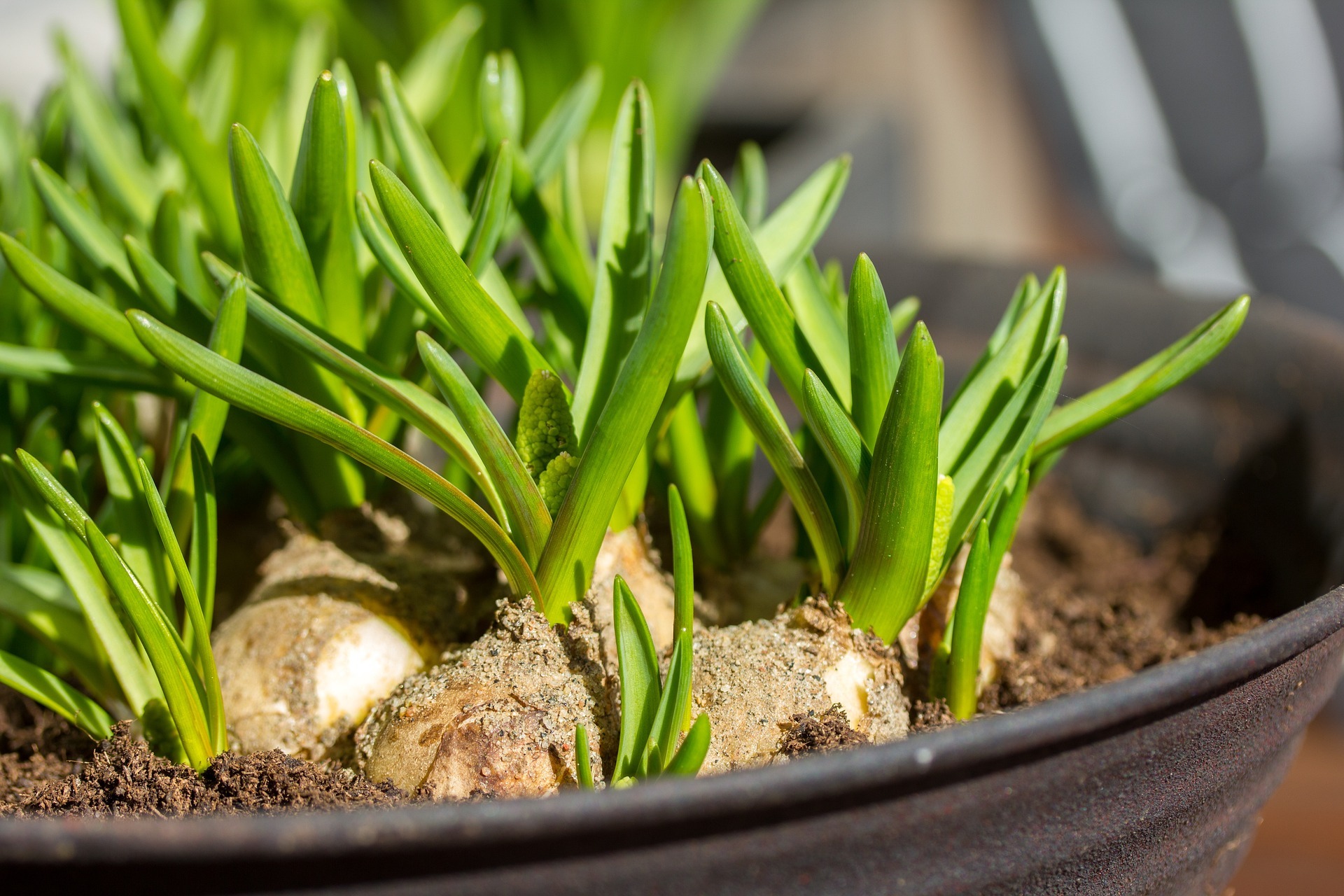 Do onions grow underground? — PlantWorksNYC