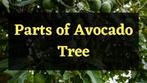 The 7 Parts of an Avocado Tree — PlantWorksNYC