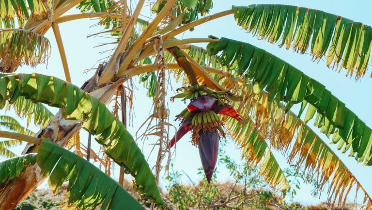 8 Parts of Banana Tree — PlantWorksNYC
