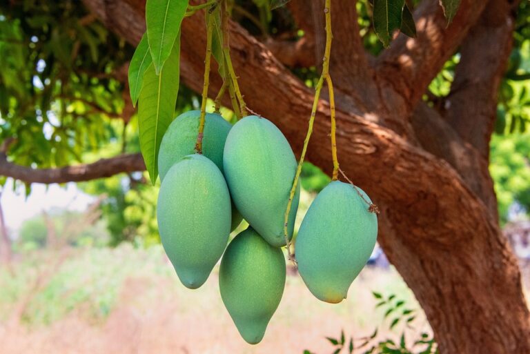 How Heavy is a Mango Fruit? — PlantWorksNYC