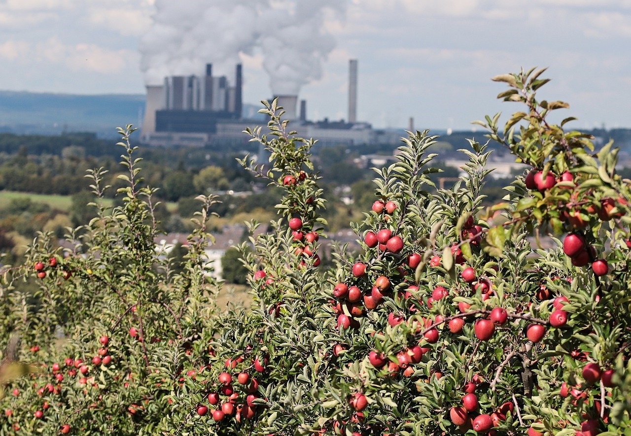 8 Growth Stages of an Apple Tree — PlantWorksNYC