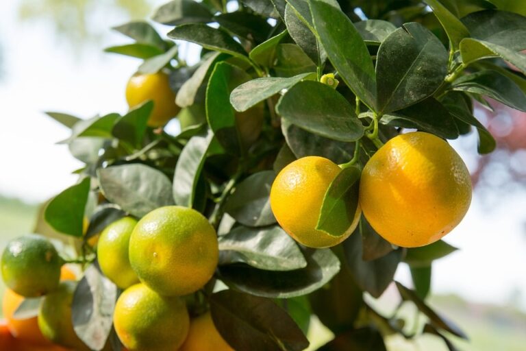 Calamansi vs Kumquat - What is the Difference? — PlantWorksNYC