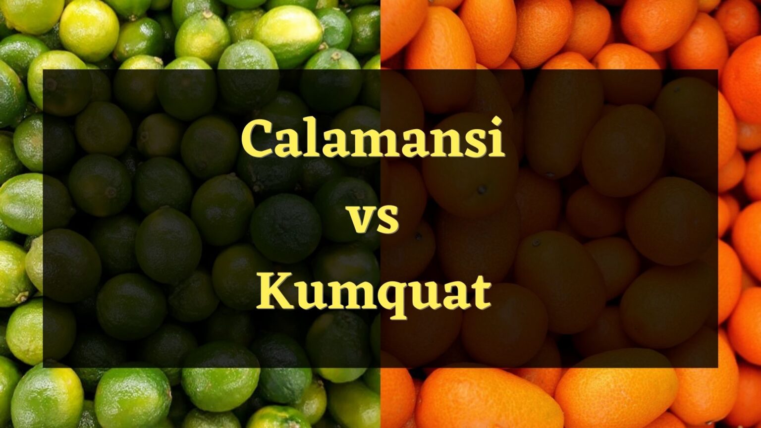 Calamansi vs Kumquat - What is the Difference? — PlantWorksNYC