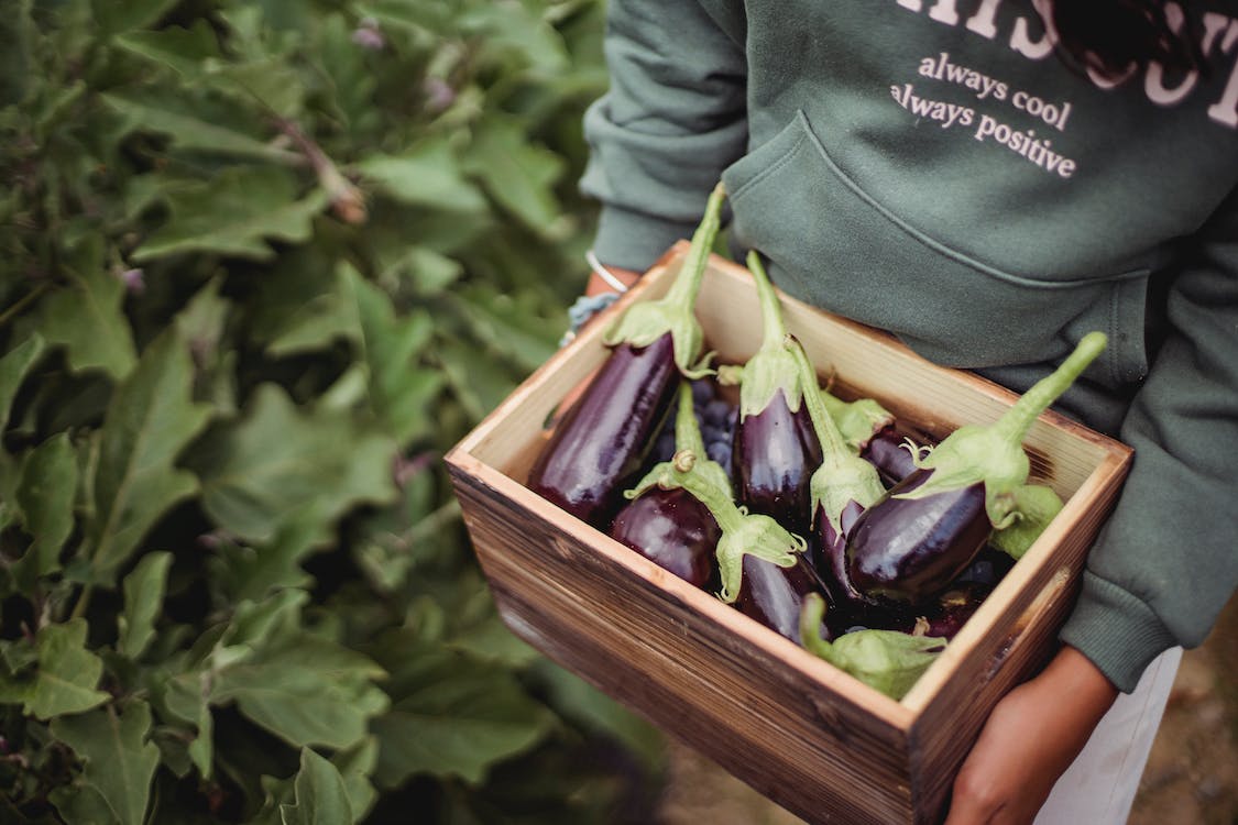 6 Parts of an Eggplant and its Uses — PlantWorksNYC