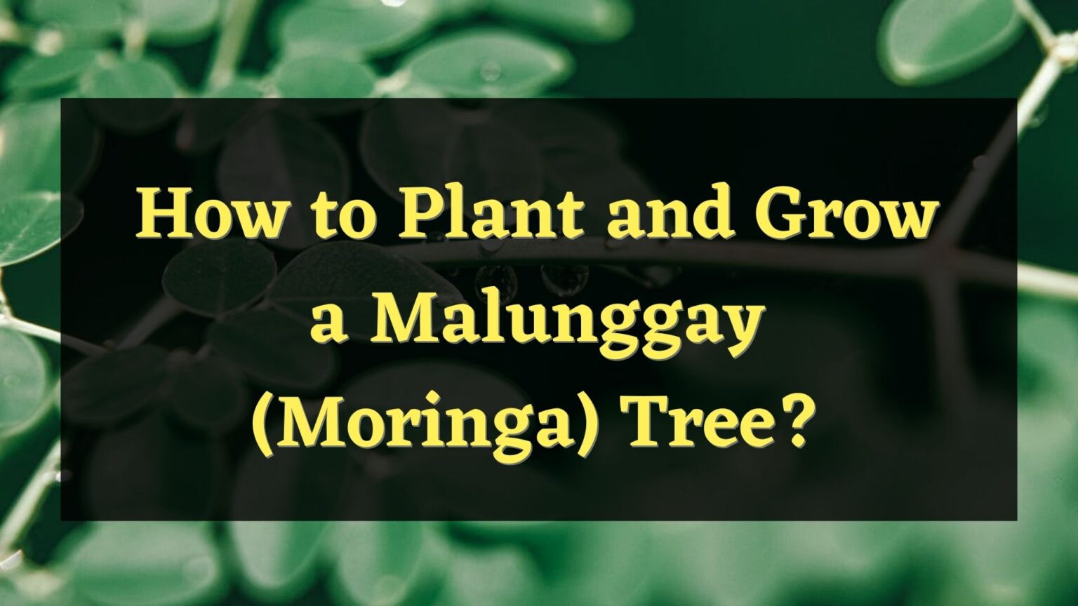 How to Plant and Grow a Malunggay Tree? — PlantWorksNYC
