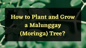 How to Plant and Grow a Malunggay Tree? — PlantWorksNYC