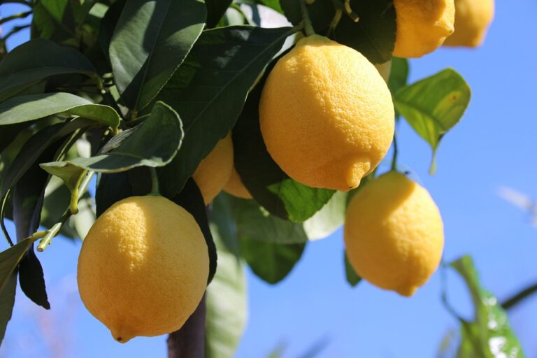 10 Parts of Lemon Tree and its Uses — PlantWorksNYC