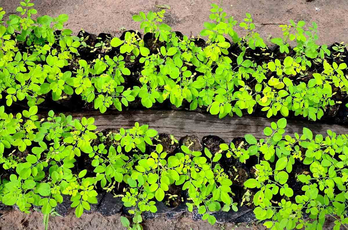 How to Plant and Grow a Malunggay Tree? — PlantWorksNYC