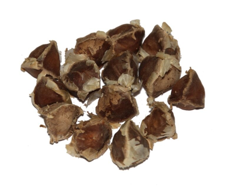 How to Plant and Grow a Malunggay Tree? — PlantWorksNYC