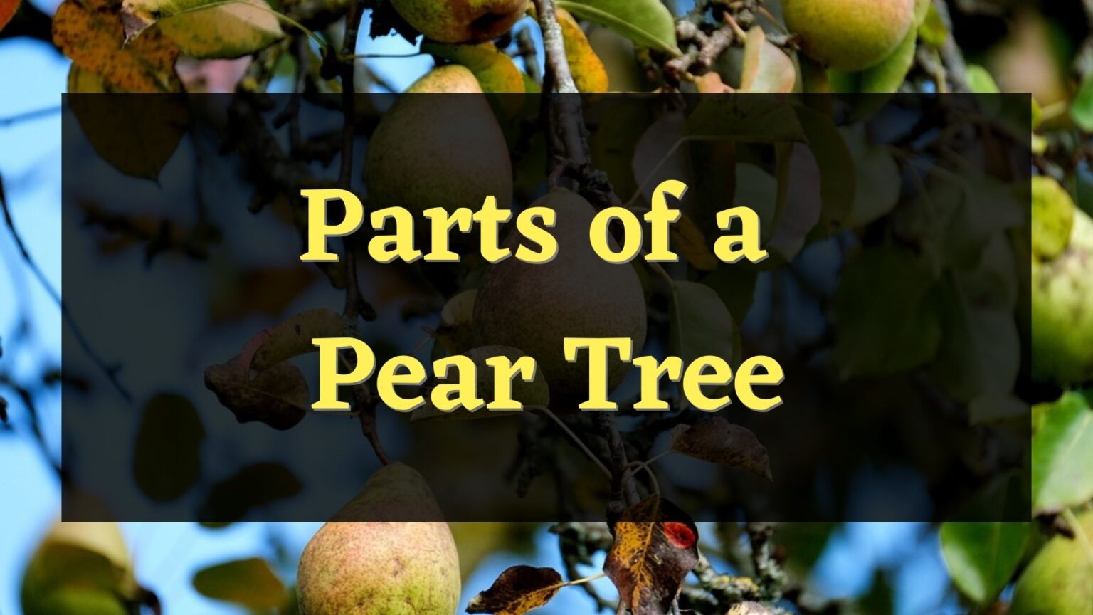 6 Parts of a Pear Tree — PlantWorksNYC