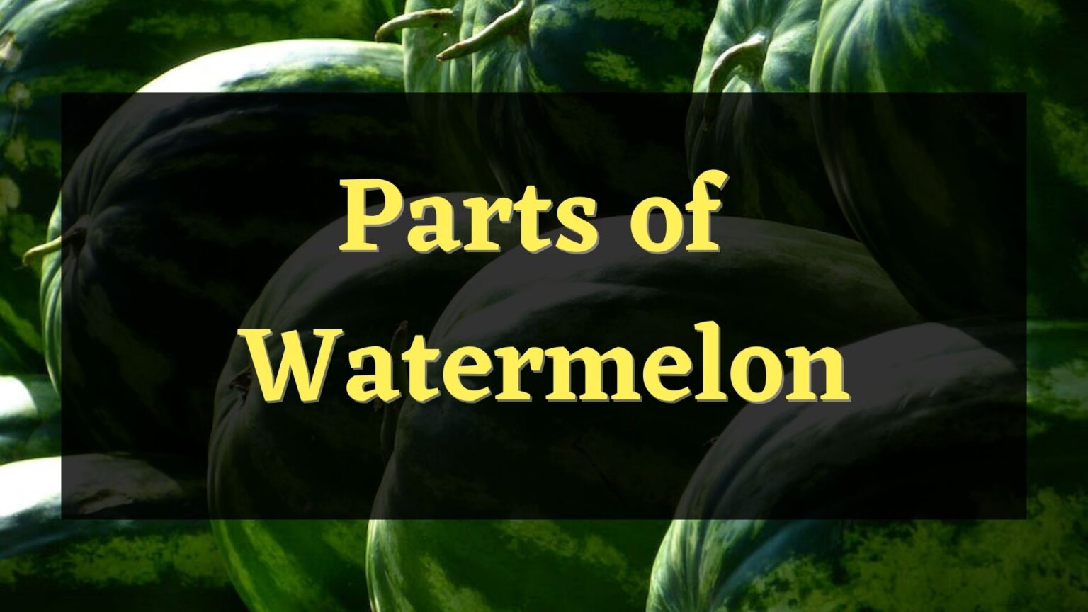 Parts of the Watermelon — PlantWorksNYC