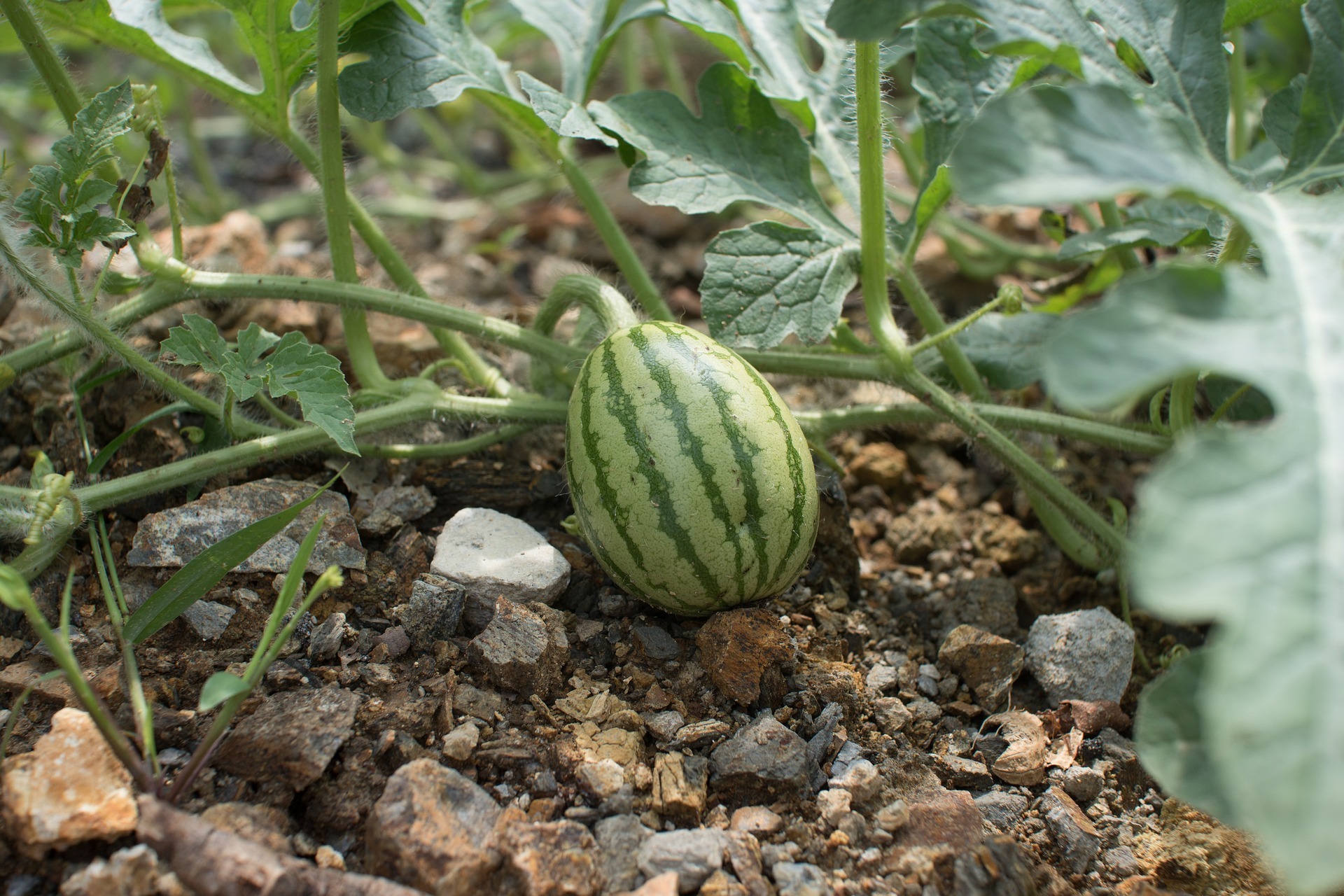 9 Watermelon's Growth Stages and Development — PlantWorksNYC