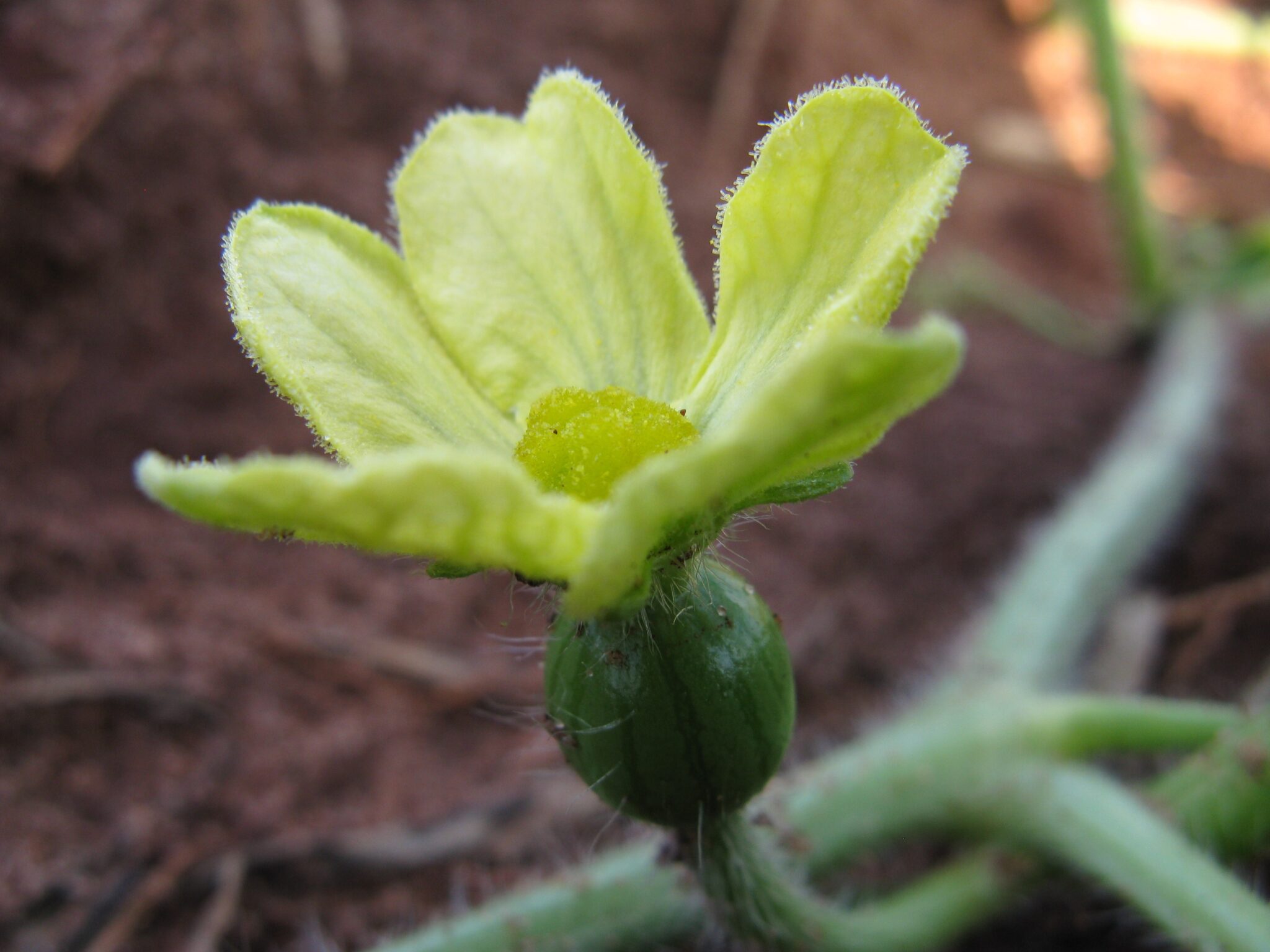 9 Watermelon's Growth Stages and Development — PlantWorksNYC