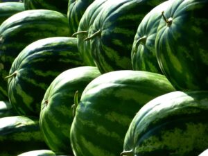 Parts of the Watermelon — PlantWorksNYC