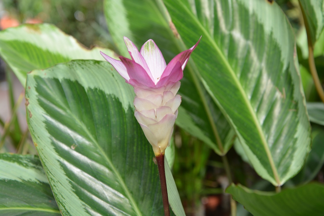 How to propagate a Calathea Plant? - Here's How — PlantWorksNYC