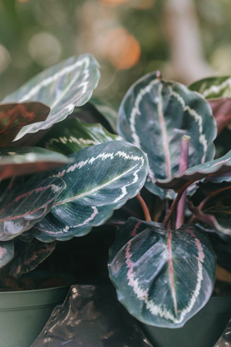 How to propagate a Calathea Plant? - Here's How — PlantWorksNYC