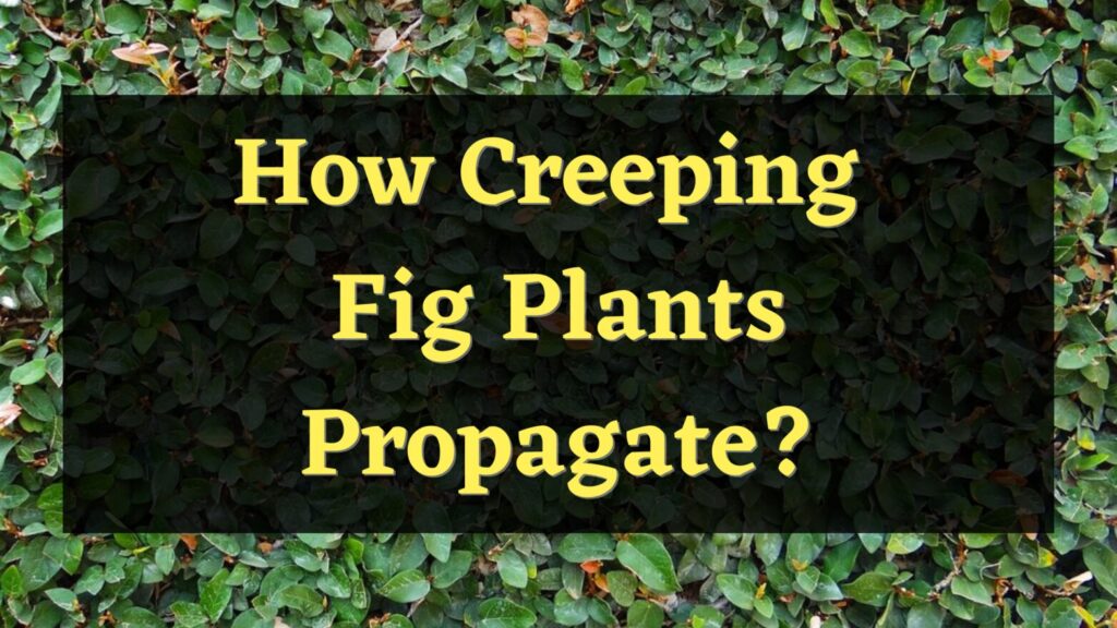 How to Propagate Creeping Fig Plants? - Here's How — PlantWorksNYC