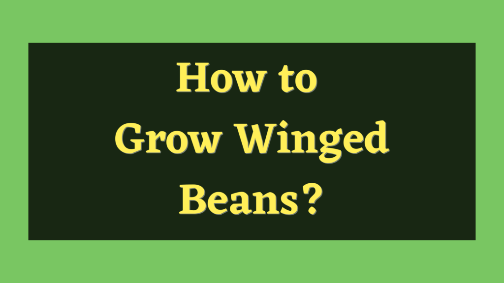 6 Parts of an Okra Plant and its Functions — PlantWorksNYC