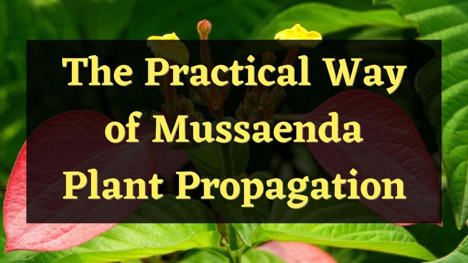 Mussaenda Plant Propagation - Here's How — PlantWorksNYC