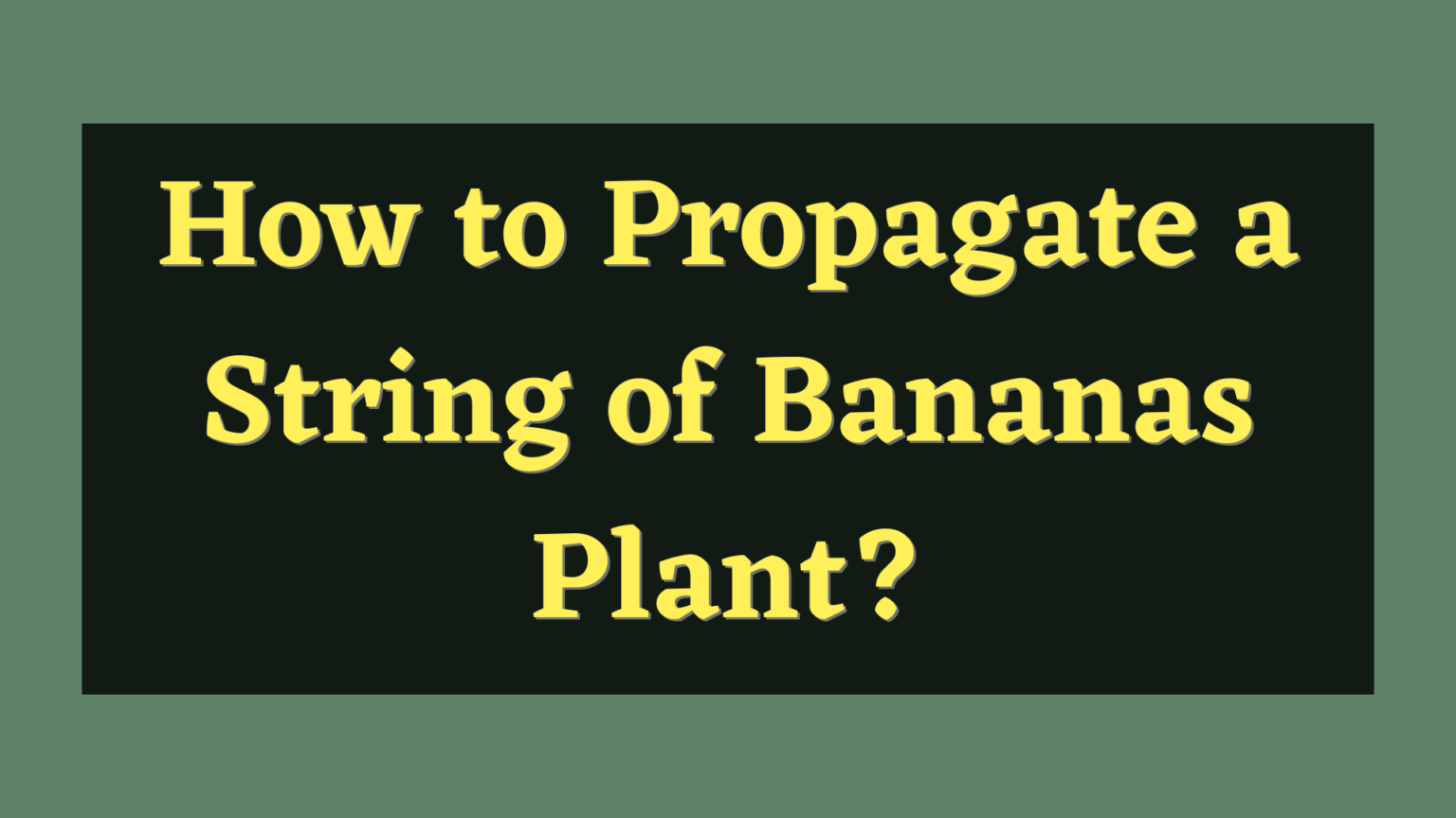 How to Propagate a String of Bananas in 3 Ways? — PlantWorksNYC