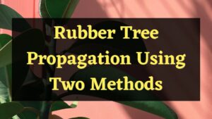 2 Methods to Propagate a Rubber Tree — PlantWorksNYC