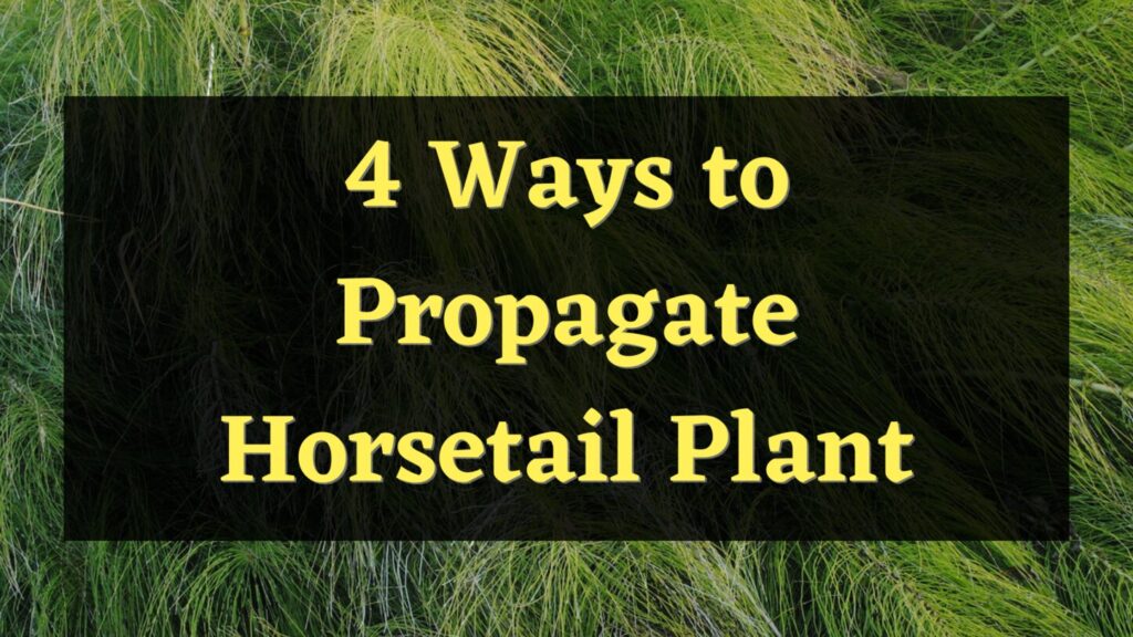 4 Ways to Propagate Horsetail Plant - Here's How — PlantWorksNYC