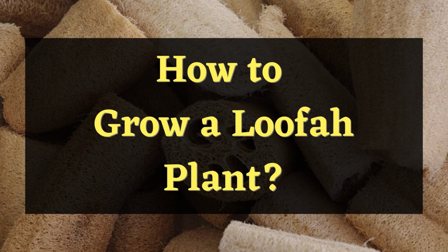 How to Grow Loofah Plant? — PlantWorksNYC