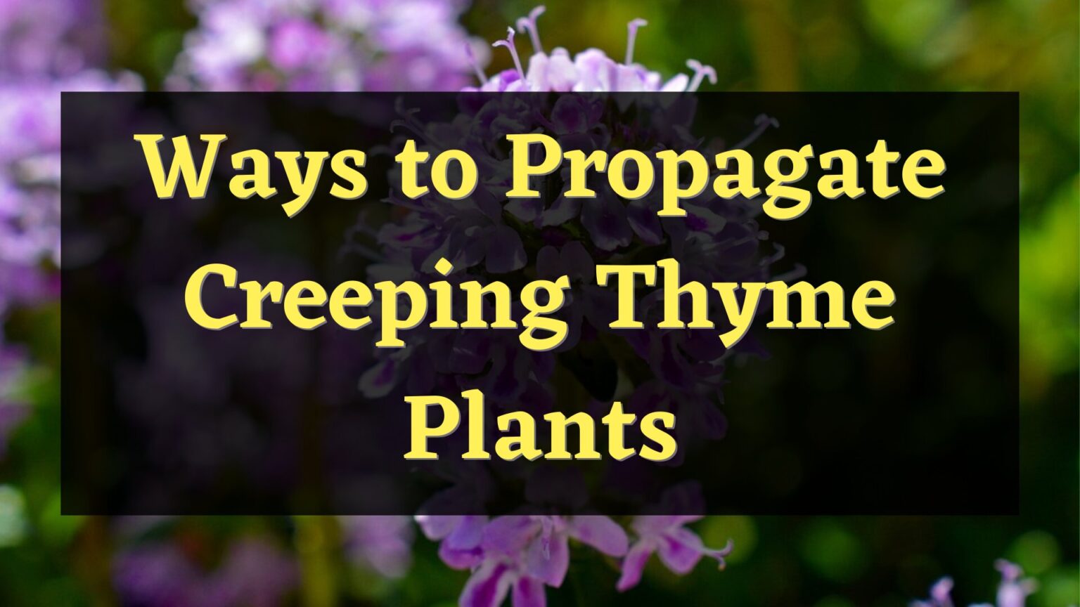 All About Propagating Creeping Thyme Plants — PlantWorksNYC