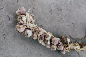 Why Do I Have Small Garlic Bulbs? — PlantWorksNYC