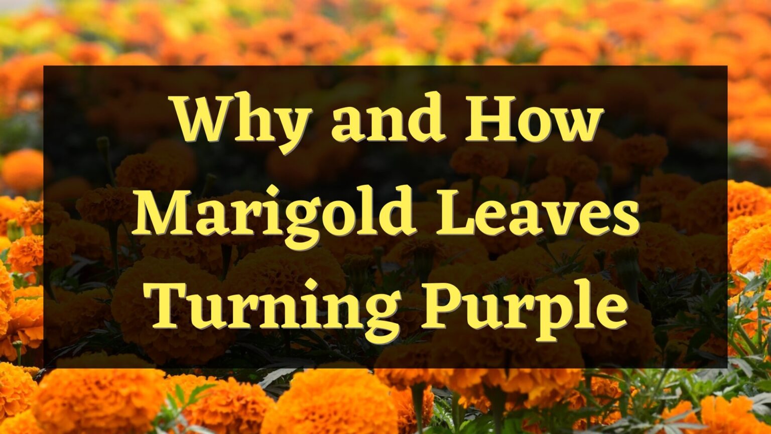 Why and How Marigold Leaves Turning Purple — PlantWorksNYC