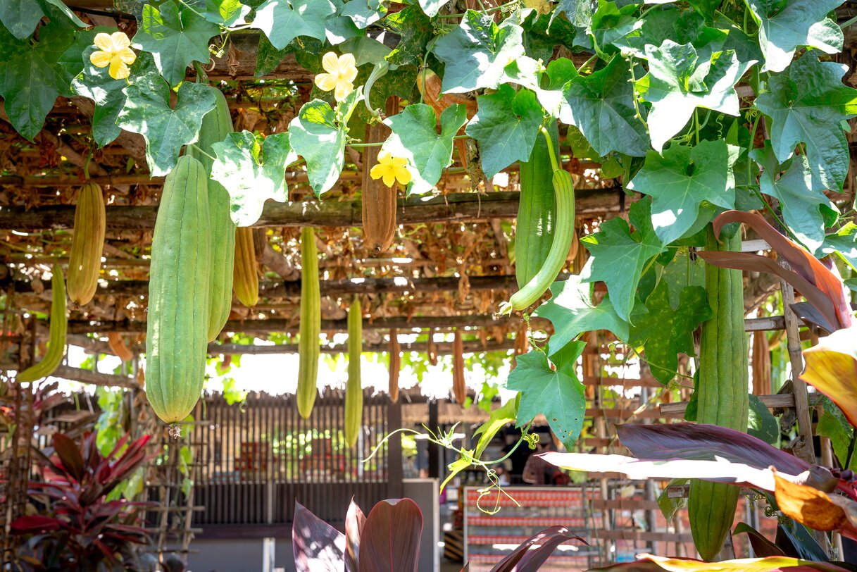 How to Grow Loofah Plant? — PlantWorksNYC