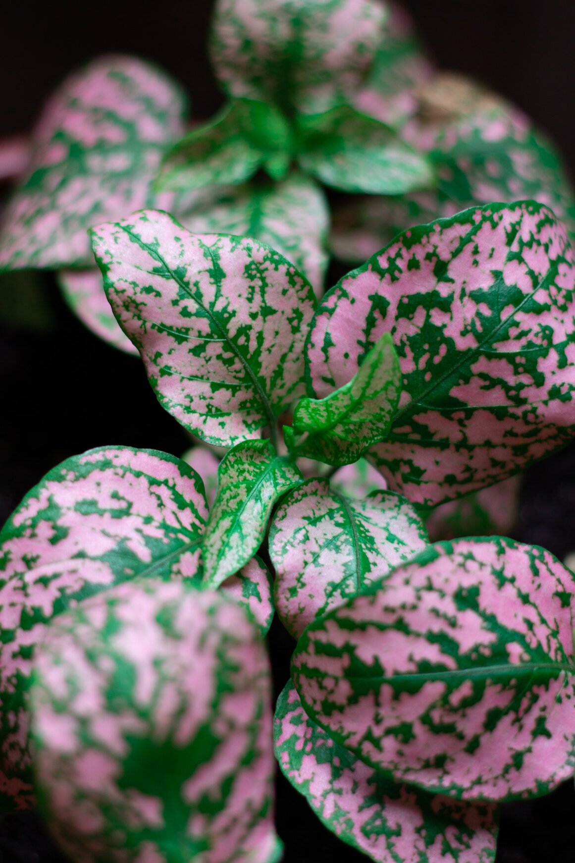 12 Causes Why Polka Dot Plant Leaves Curling — PlantWorksNYC