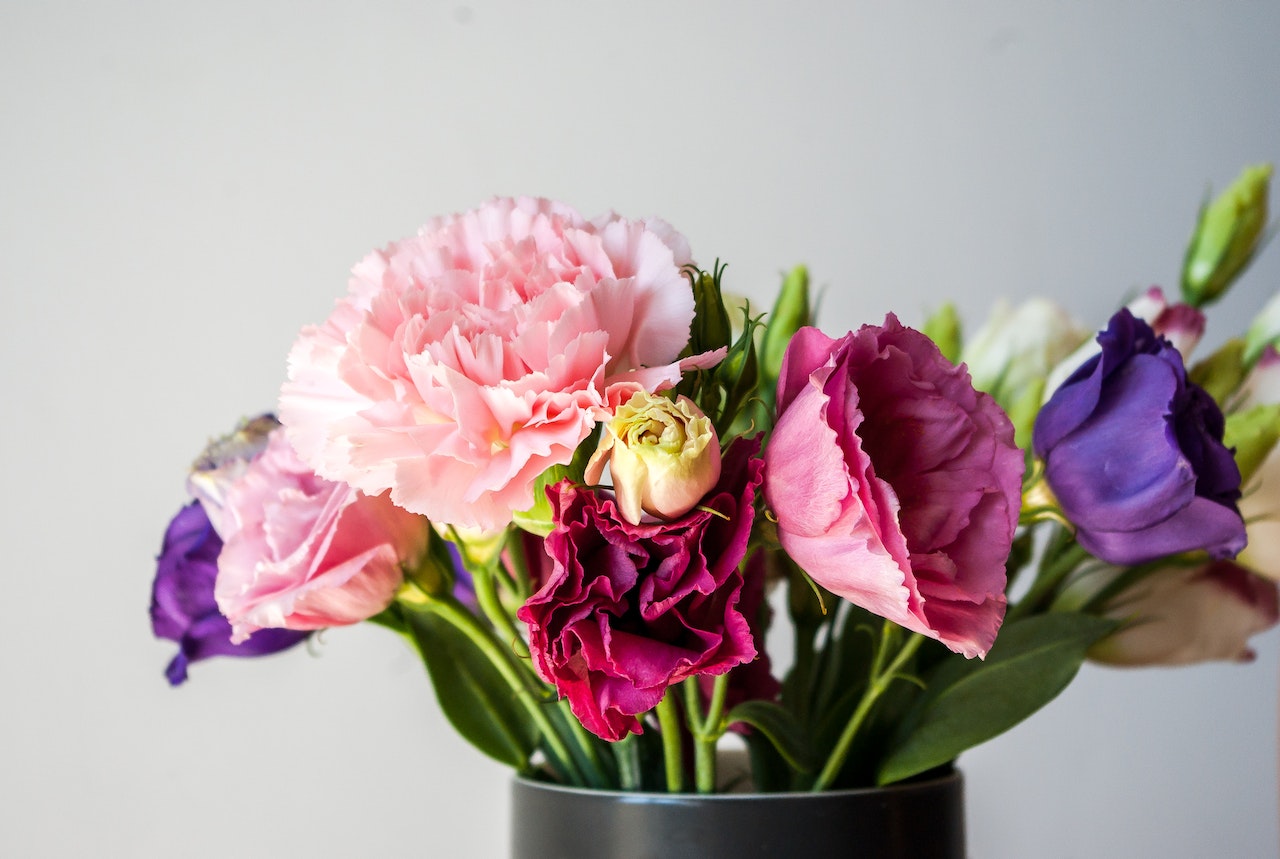How to Propagate Prairie Gentian Plants - Here's How — PlantWorksNYC