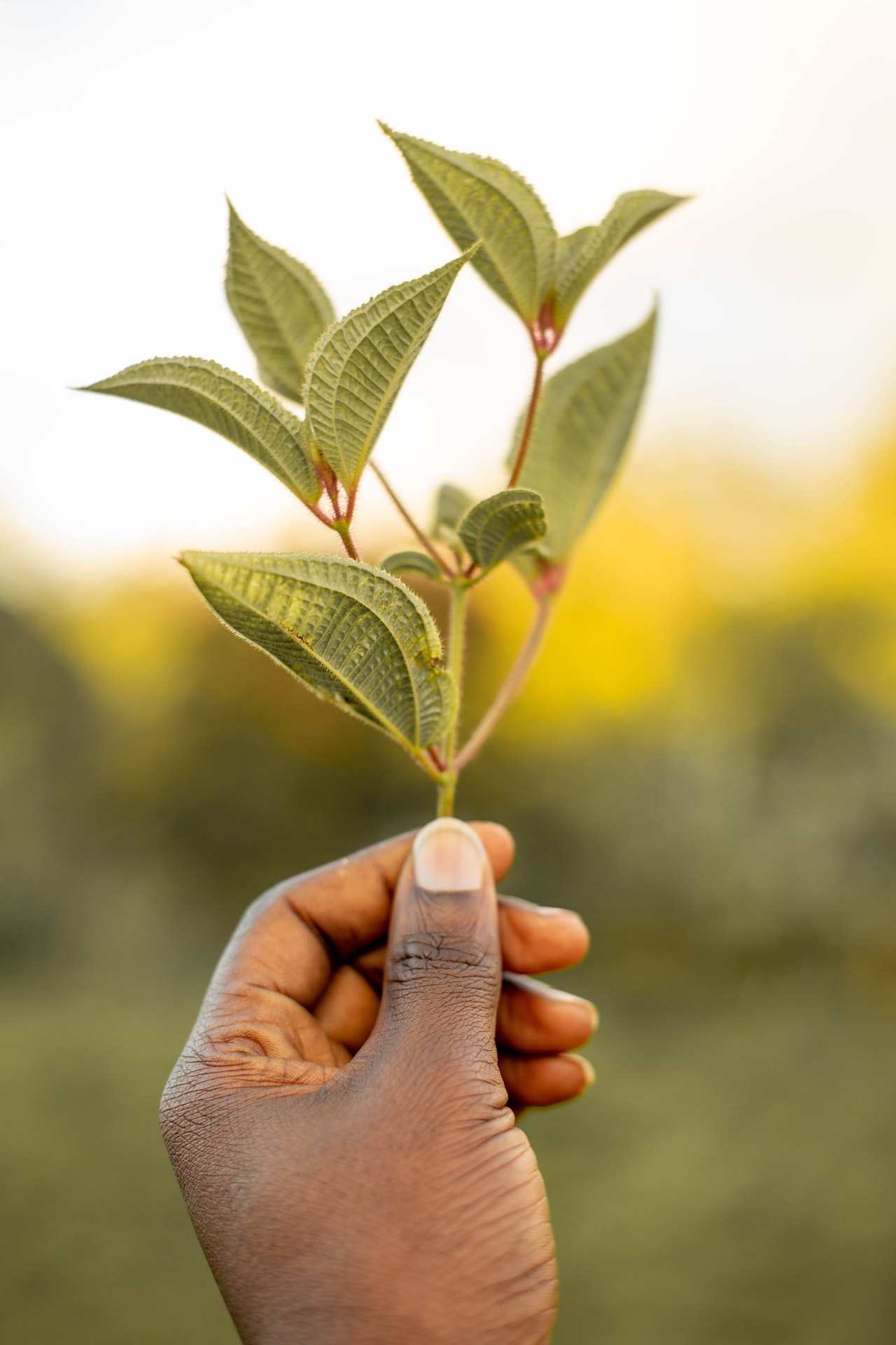 Buddha’s Hand - Three Methods to Propagate — PlantWorksNYC