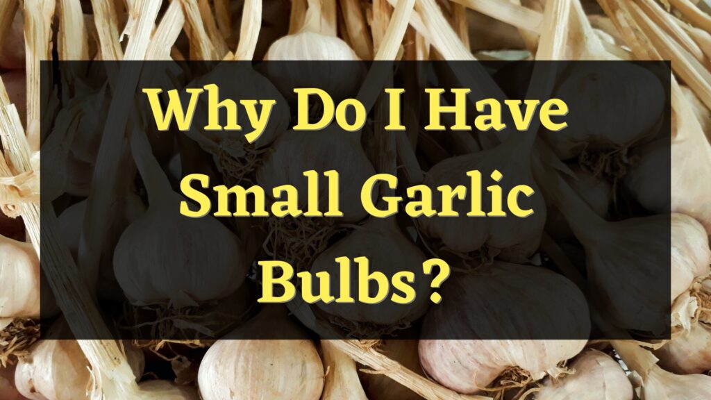 Why Do I Have Small Garlic Bulbs? — PlantWorksNYC
