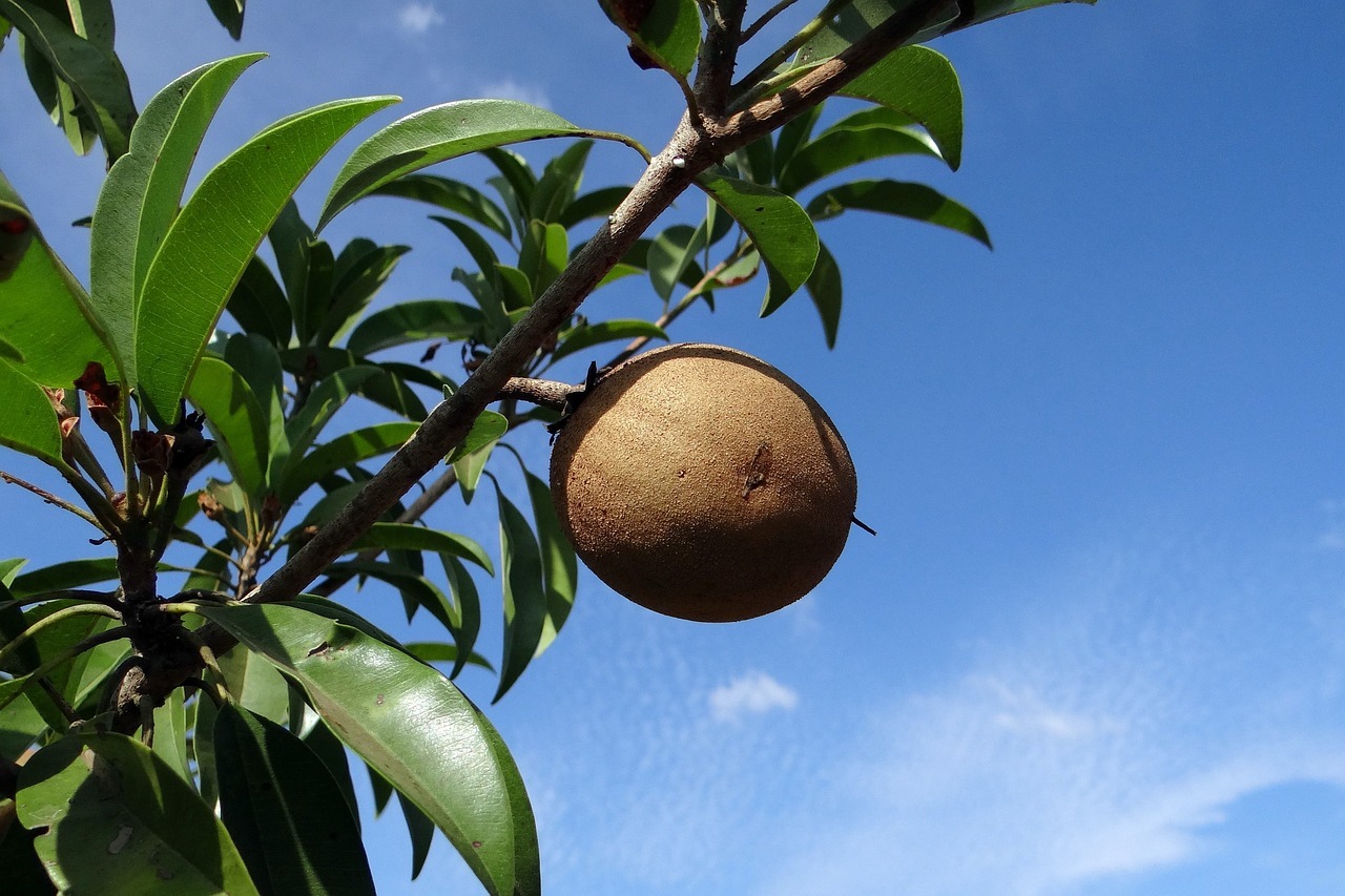 3 Methods to Propagate a Sapodilla Tree — PlantWorksNYC