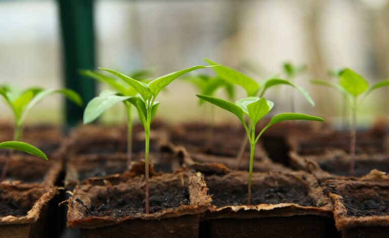 How to Grow Winged Beans? - Here's what to do — PlantWorksNYC
