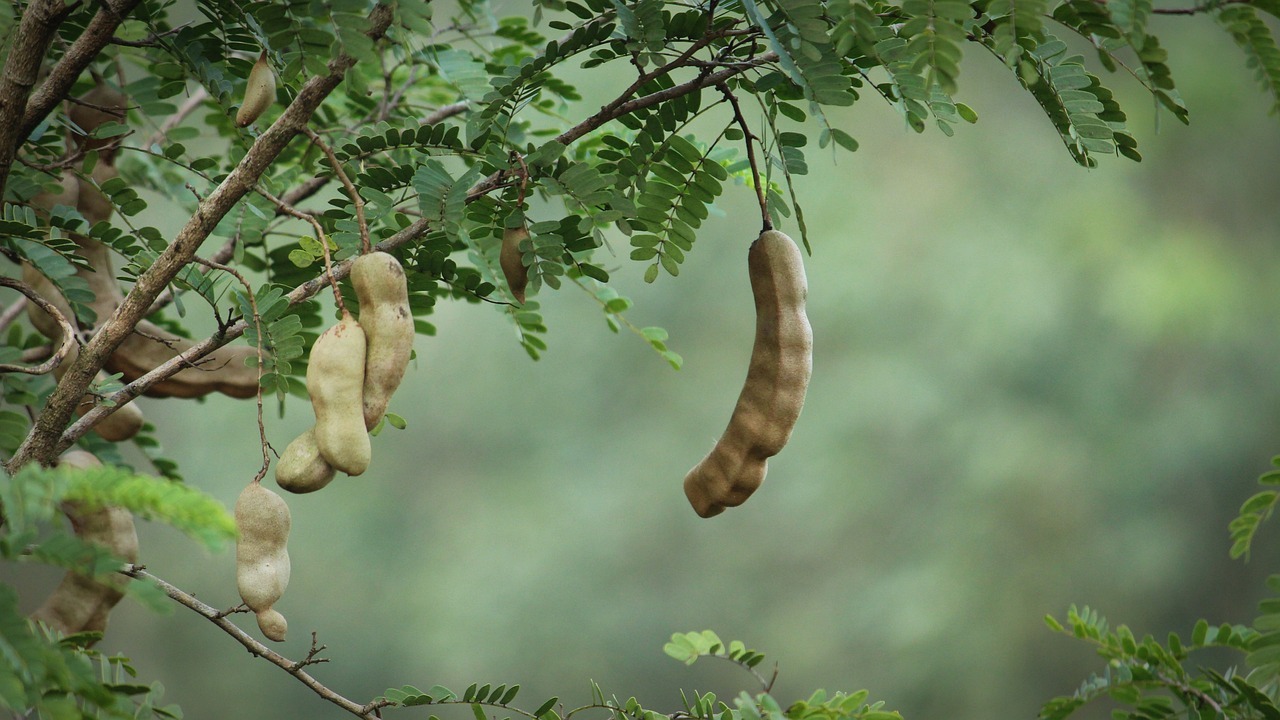 Tamarind Tree: How to Propagate in 3 Ways — PlantWorksNYC