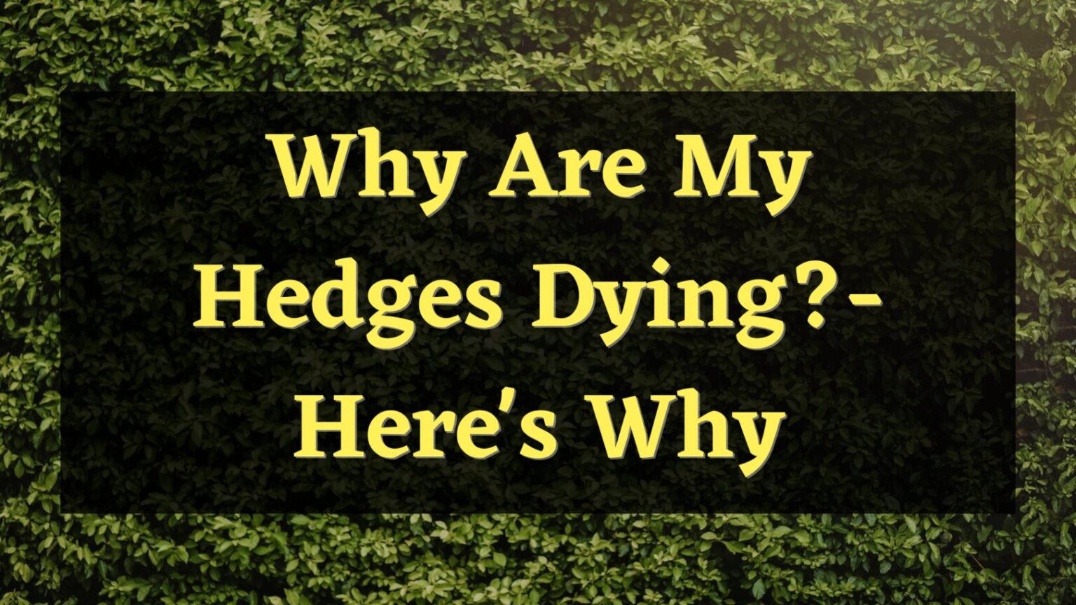 Why Are My Hedges Dying?- Here's Why — PlantWorksNYC
