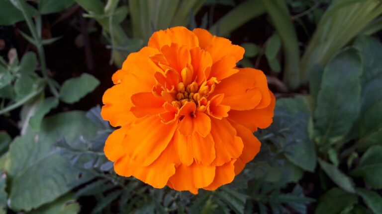 Why and How Marigold Leaves Turning Purple — PlantWorksNYC