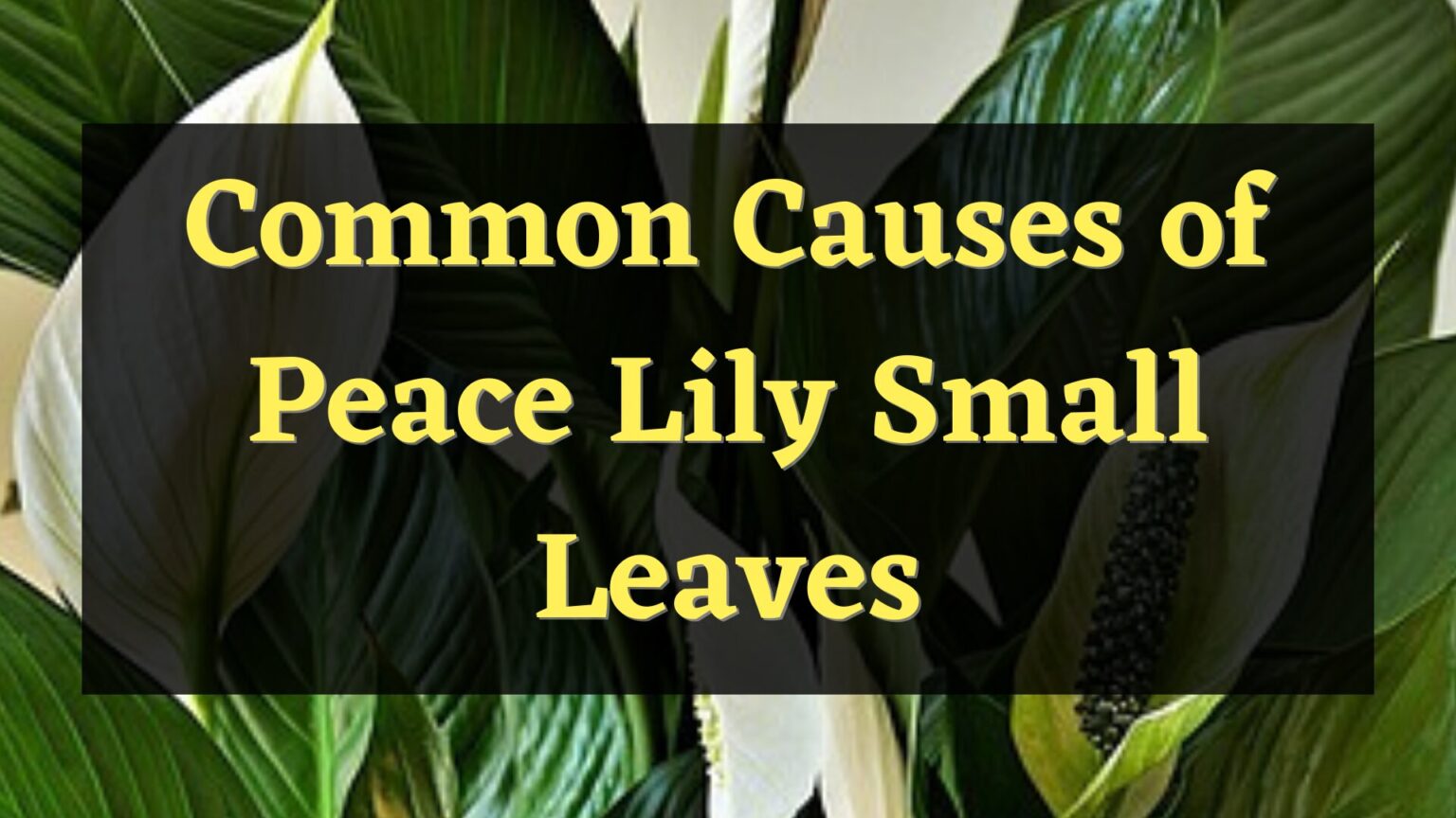5 Common Causes Why Peace Lily Have Small Leaves — PlantWorksNYC