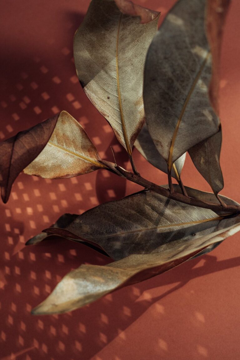 Soursop Leaves Turning Yellow: What Causes It? — PlantWorksNYC
