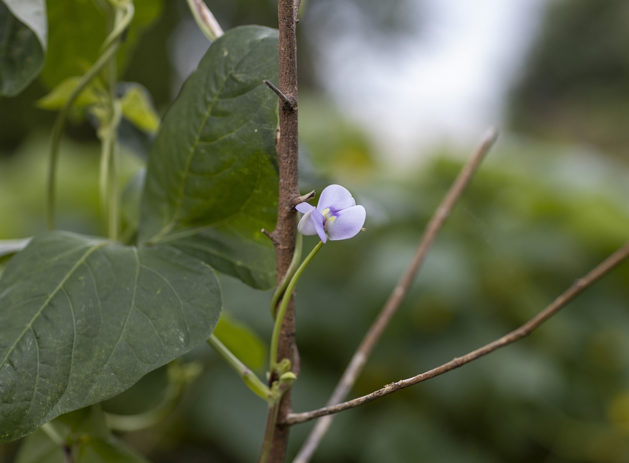 How to Grow Winged Beans? - Here's what to do — PlantWorksNYC
